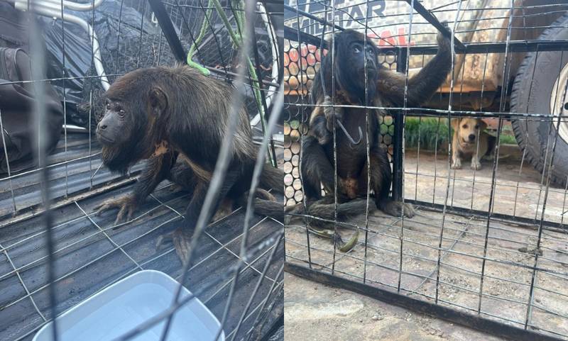 Macaca bugio é resgatada em área residencial no município de São Miguel do Fidalgo | Conecta Piauí