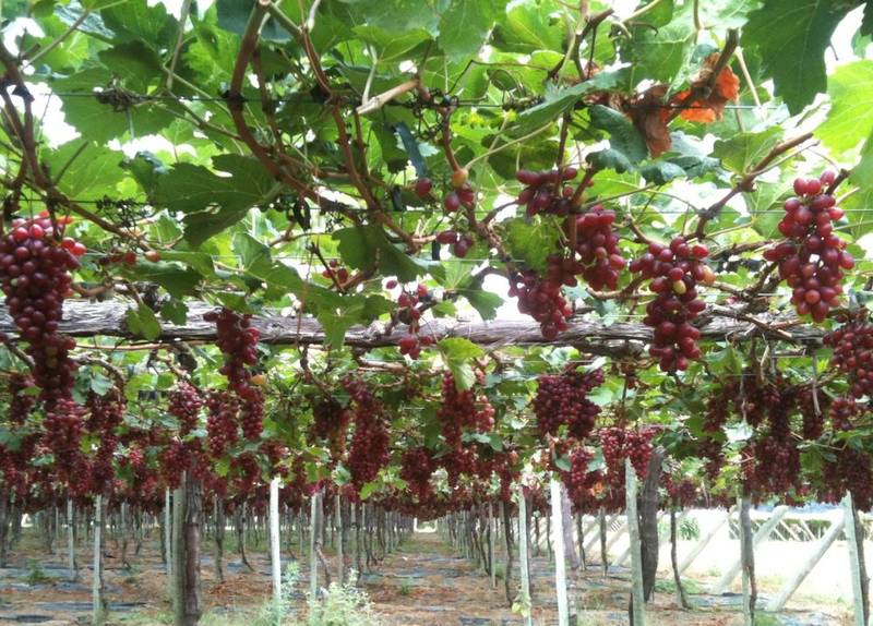 Produção de uva avança e transforma a Caatinga em São João do Piauí ...